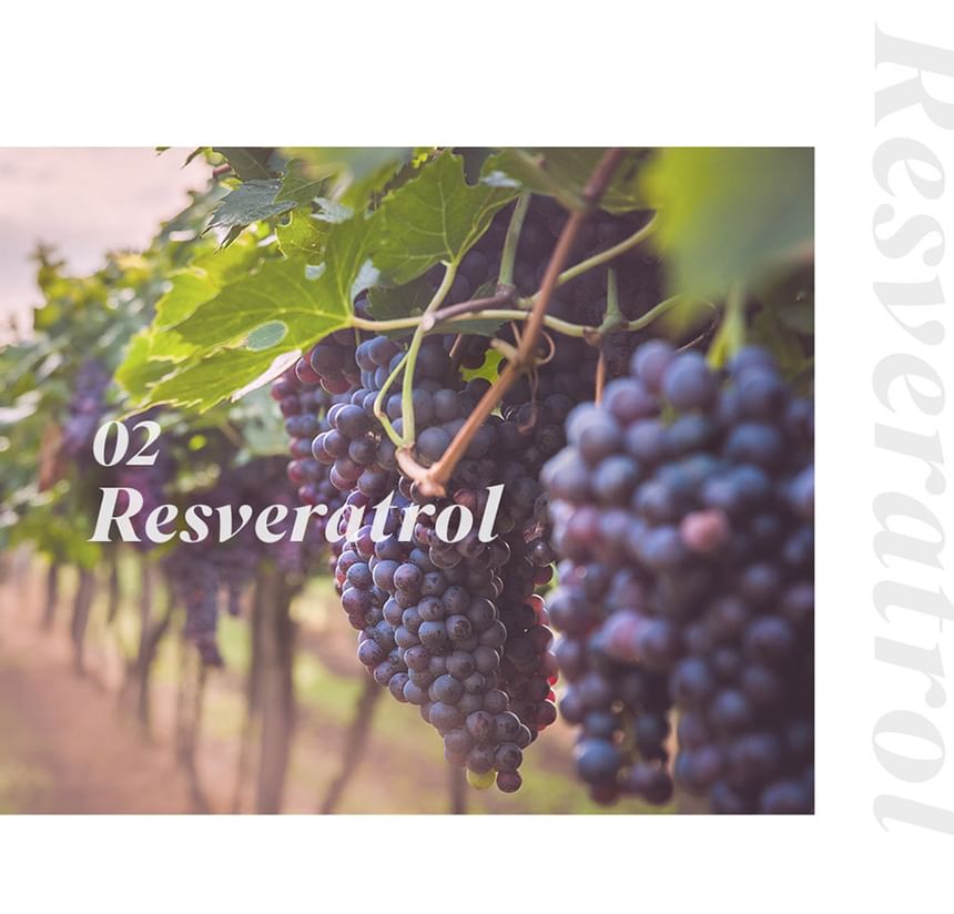 Buy NEOGEN - Dermalogy High R Exosome Cream in Bulk ...