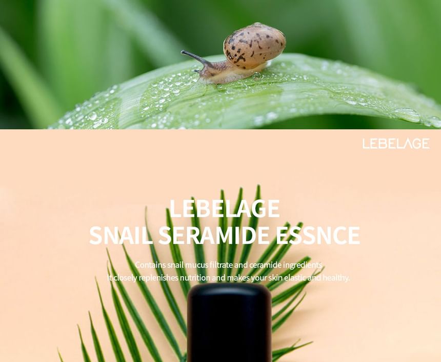 Buy LEBELAGE - Snail Ceramide Ampoule Essence in Bulk ...