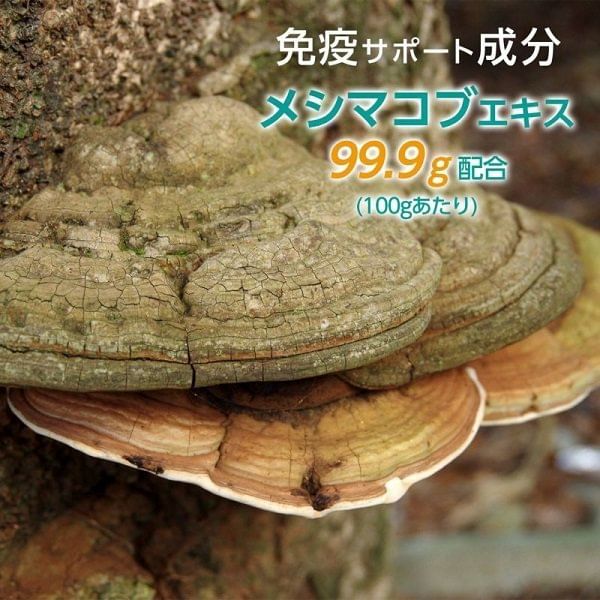 Buy FINE JAPAN - Meshima Mushroom Extract Powder in Bulk ...